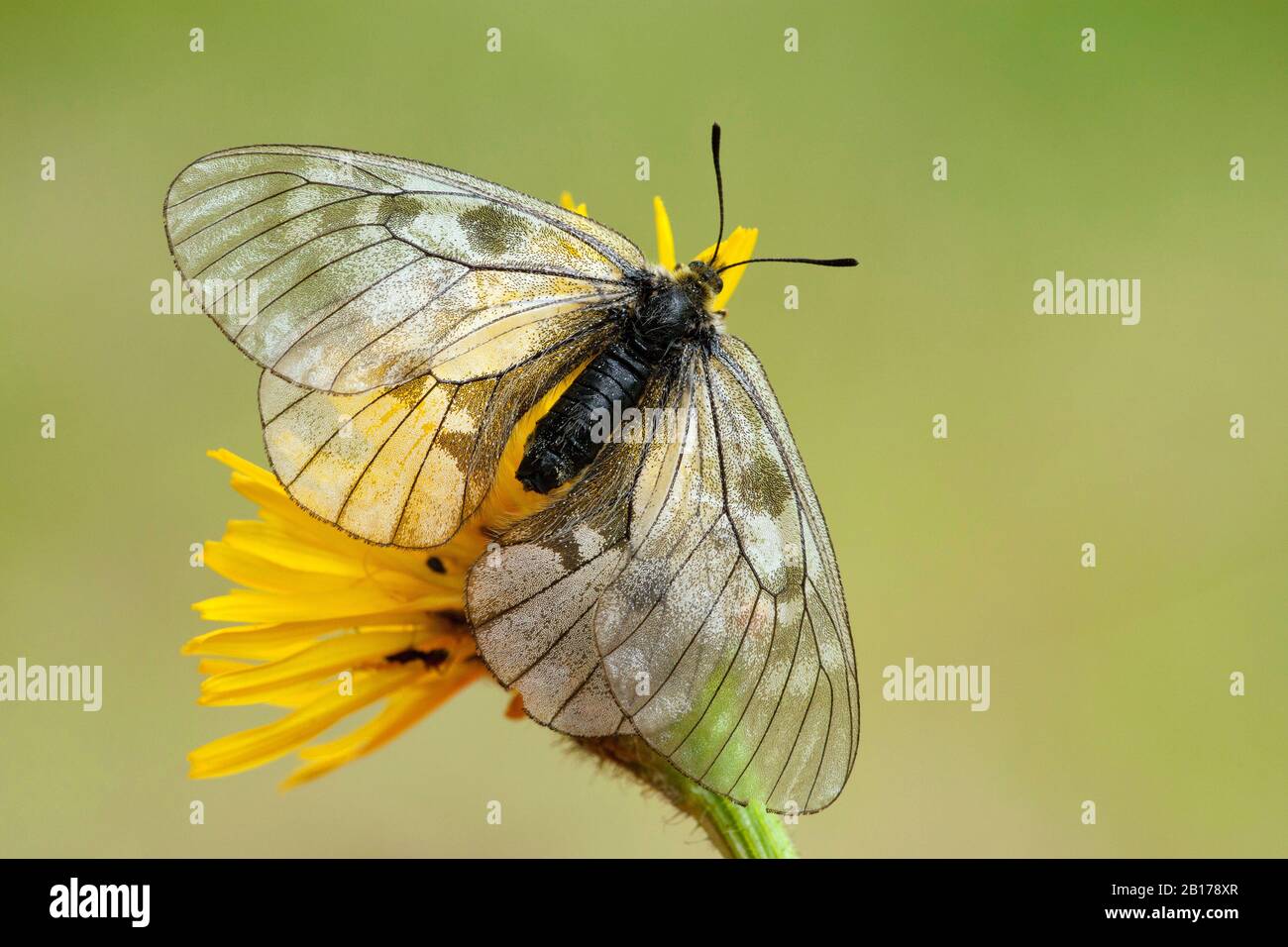 Clouded apollo parnassius mnemosyne sitting on a flowering plant hi-res ...