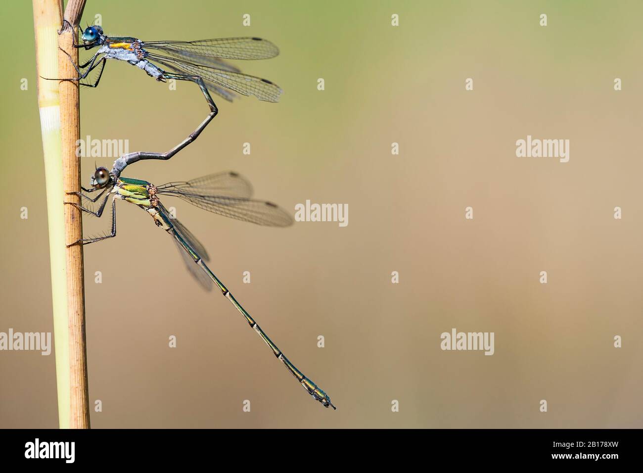 green lestes, emerald damselfly (Lestes sponsa), tandem of male Lestes ...