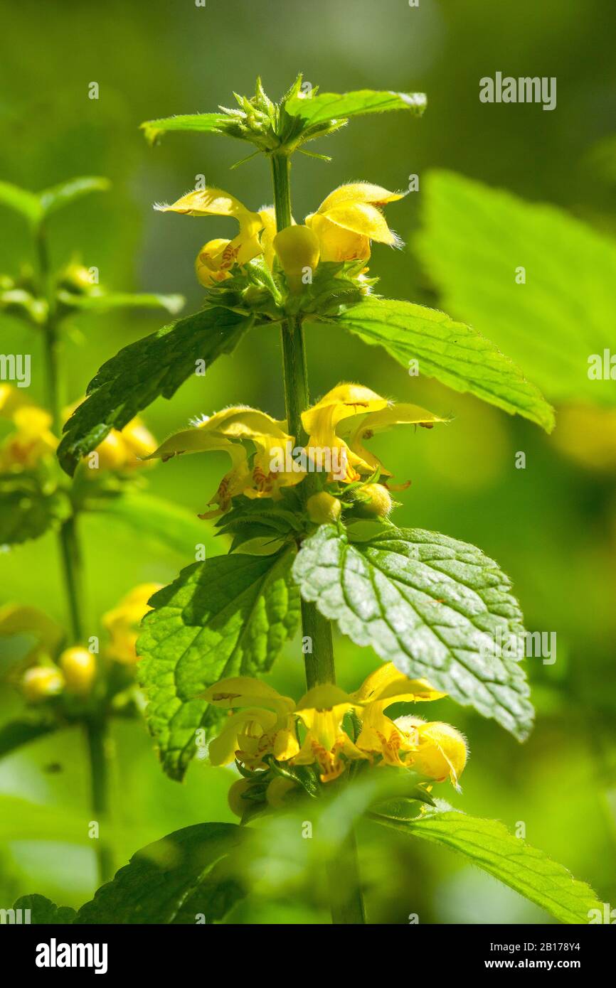 Yellow dead-nettle, Yellow Archangel, artillery plant, aluminium plant ...