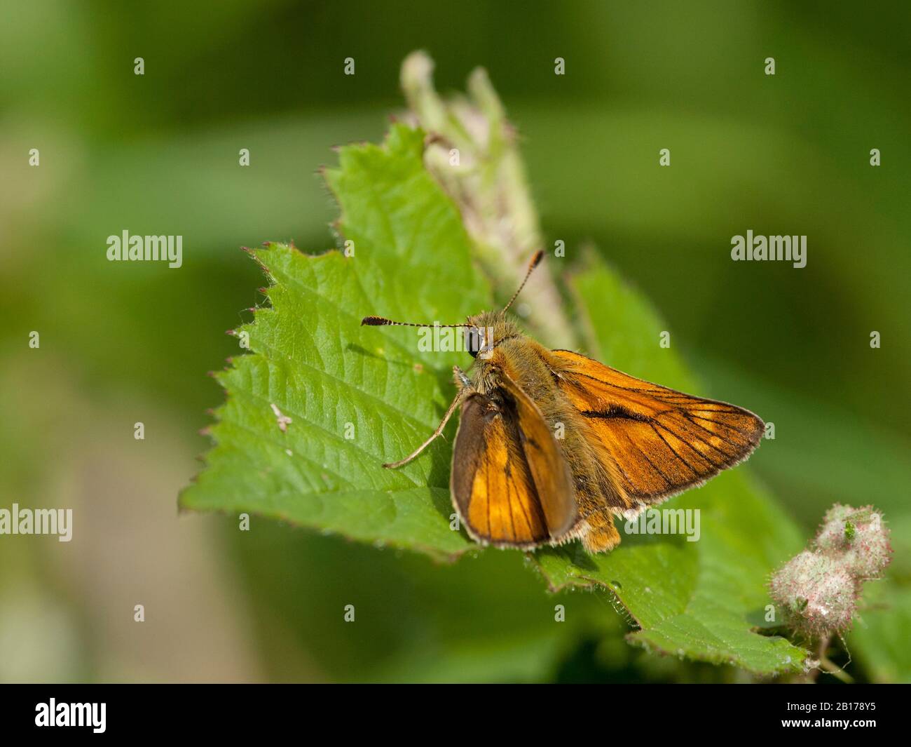 Large skipper (Ochlodes venatus, Ochlodes venata, Ochlodes sylvanus ...