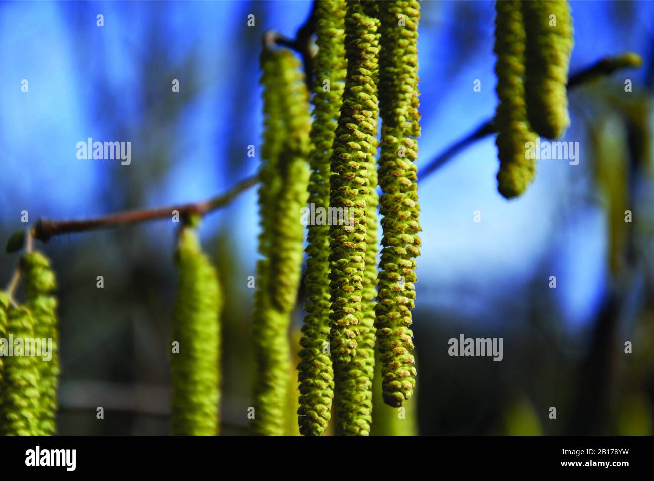 a tree of luster Stock Photo - Alamy