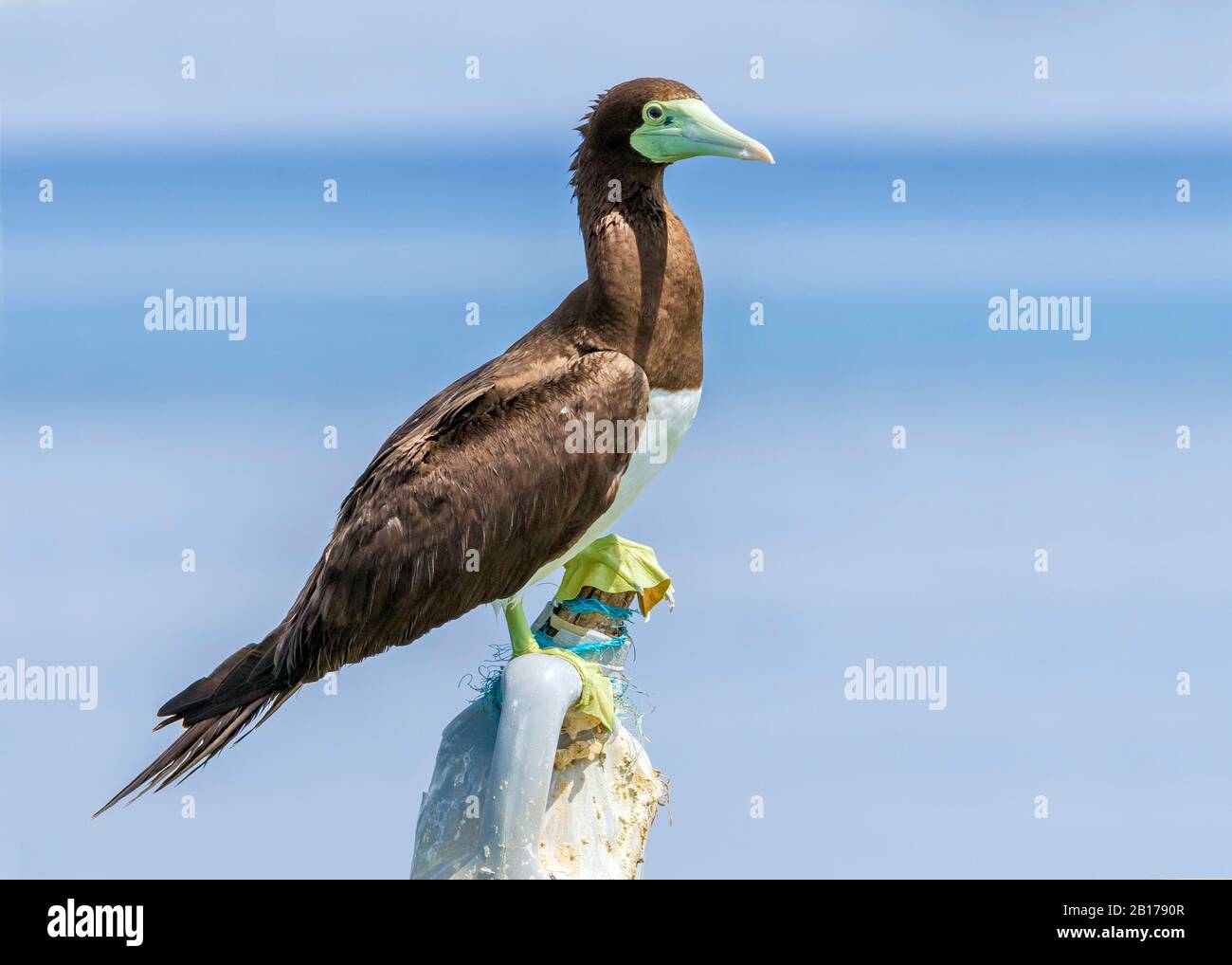 brown booby (Sula leucogaster), perching on an old PET-bottle, side ...