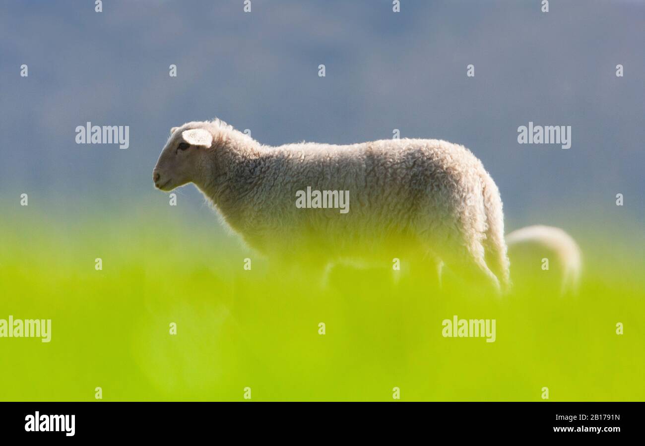 Side view of a lamb hi-res stock photography and images - Alamy
