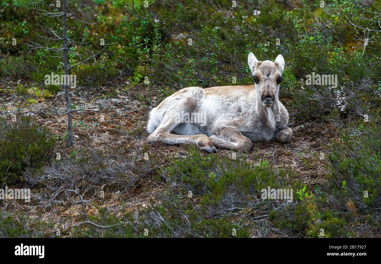 Finnish forest reindeer hi-res stock photography and images - Alamy