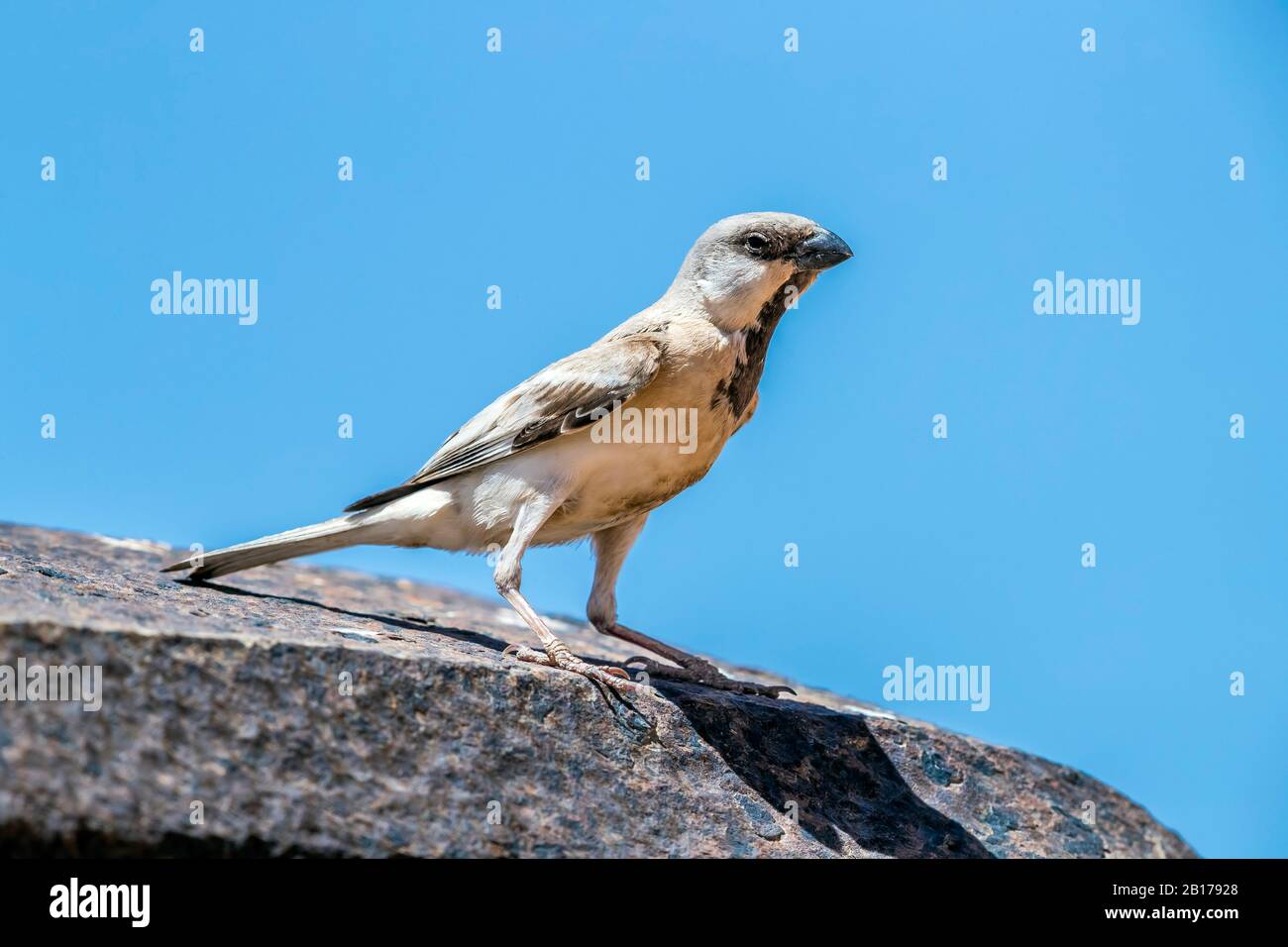 Saharian desert sparrow (Passer simplex saharae, Passer saharae), male ...