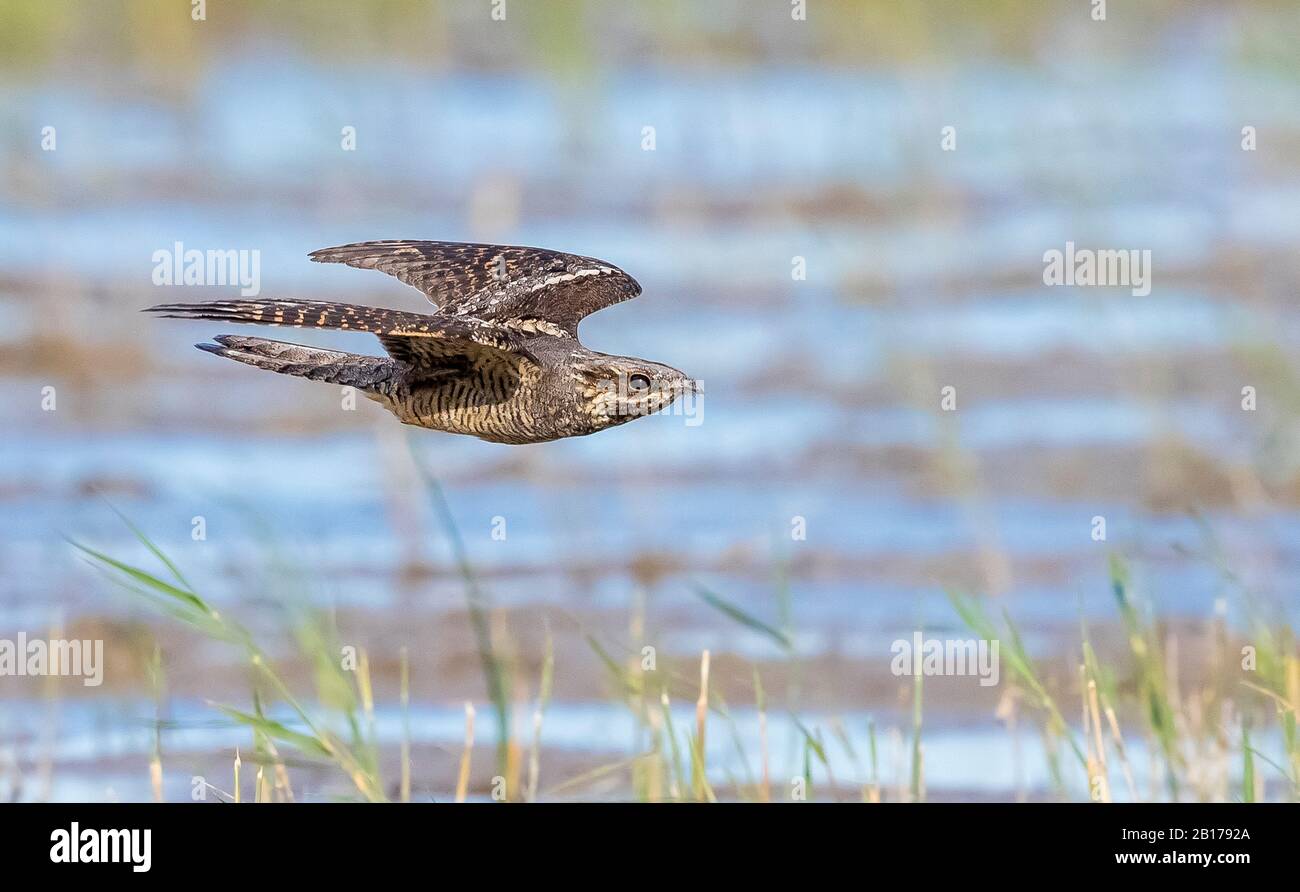 Nightjar flying hi-res stock photography and images - Alamy