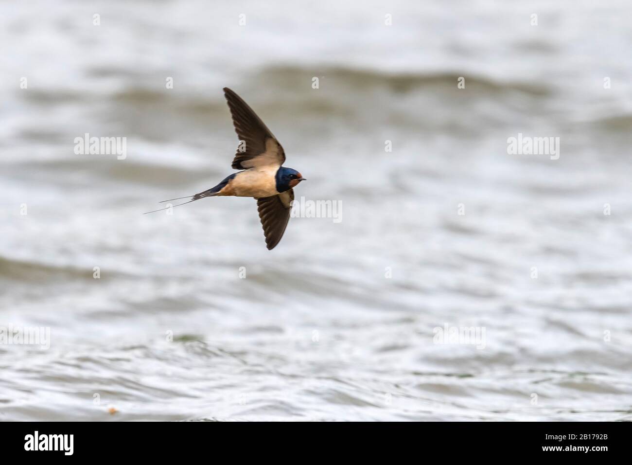 barn swallow (Hirundo rustica transitiva, Hirundo transitiva), flying ...