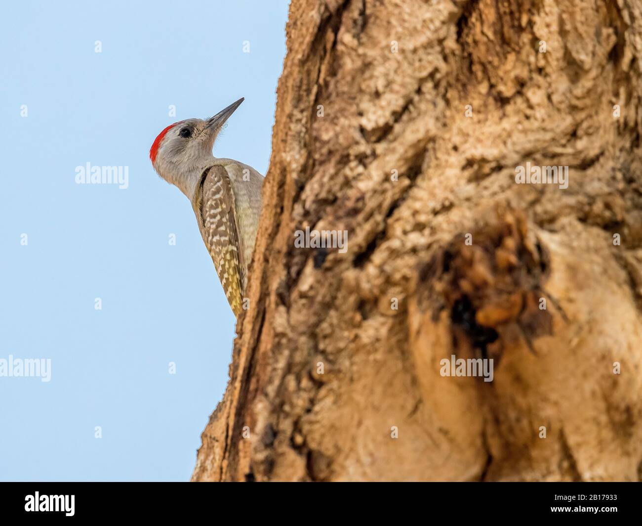 African woodpeckers hi-res stock photography and images - Alamy