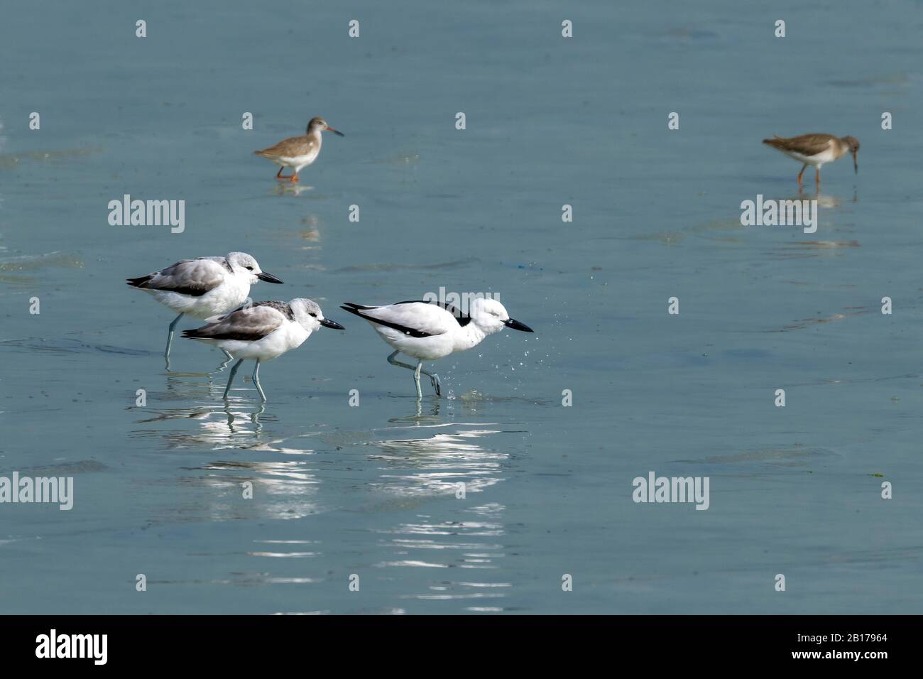 crab plover (Dromas ardeola), Group in the mud of Sulaibikhat, Kuwait ...