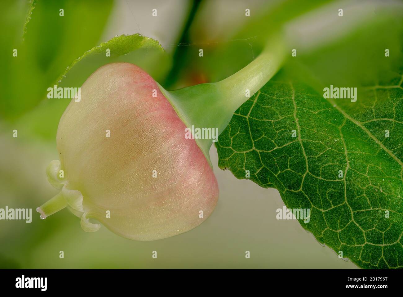 dwarf bilberry, blueberry, huckleberry, low billberry (Vaccinium ...