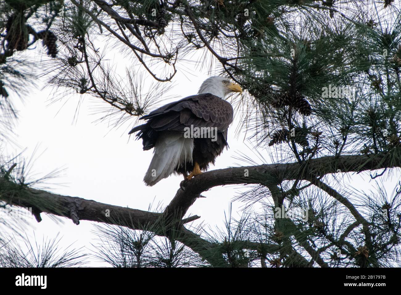 Bald eagle on nest hi-res stock photography and images - Alamy