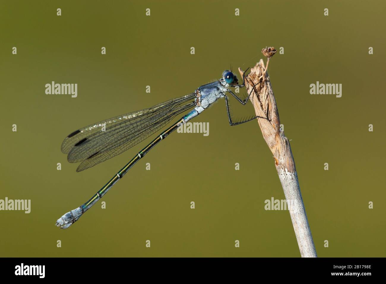 dusky emerald damselfly (Lestes macrostigma), female at a stipe, side ...