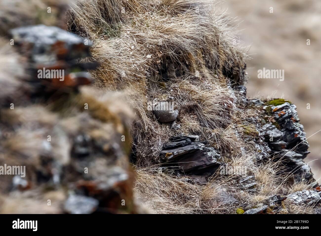 Caucasian grouse (Lyrurus mlokosiewiczi), female breeding in slopes of ...