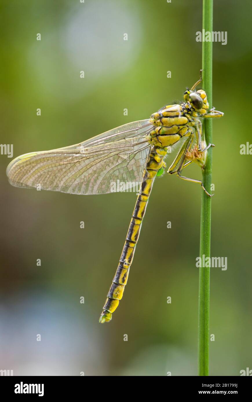 Western European gomphus (Gomphus pulchellus), immature, Belgium Stock ...