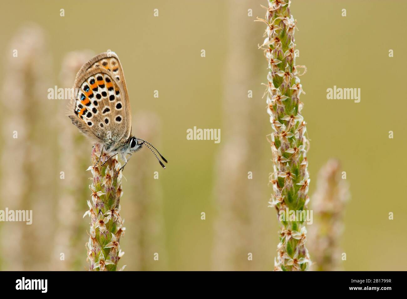 Silver-studded blue (Plebejus argus, Plebeius argus), female sitting on ...