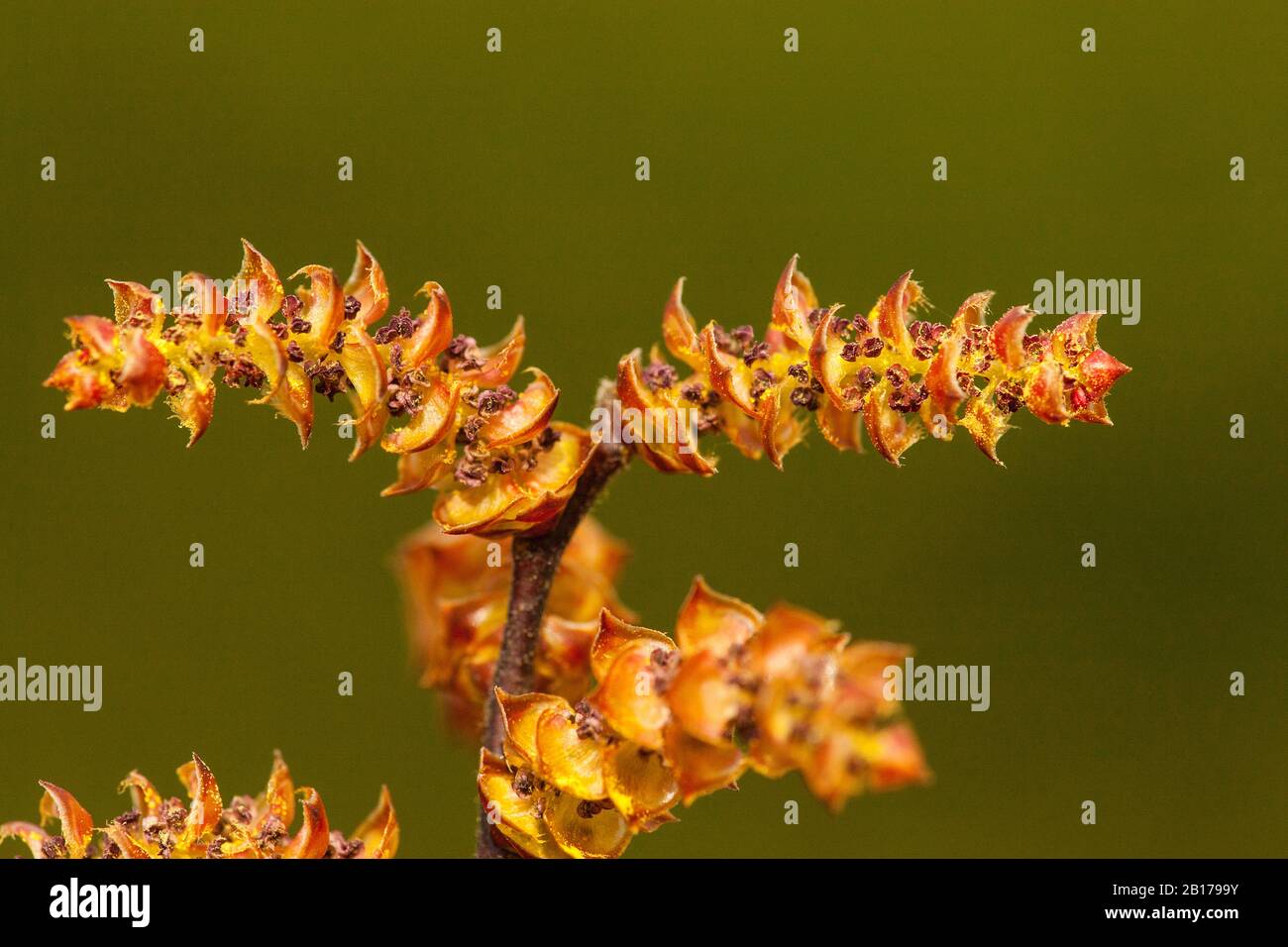 bog myrtle, sweet gale, sweet bayberry (Myrica gale, Gale palustris ...