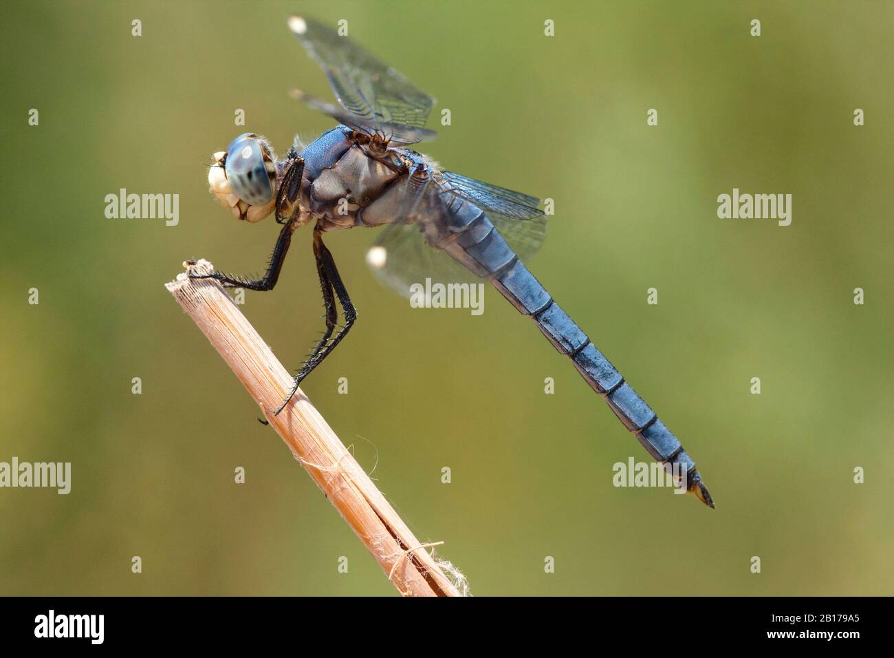 Comanche Skimmer (Libellula comanche), male, USA, California Stock ...