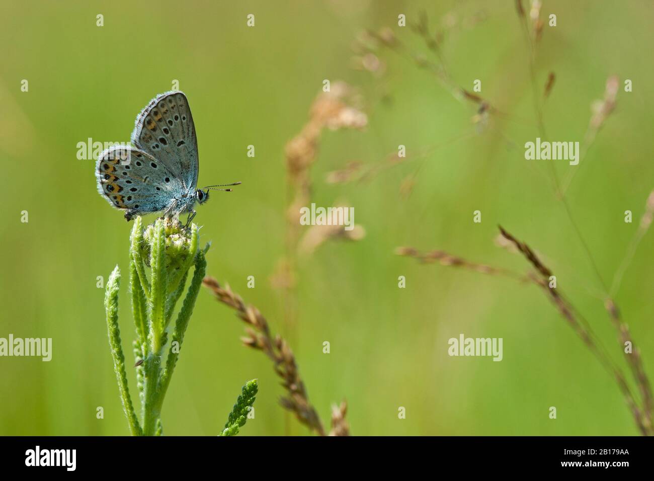 Silver-studded blue (Plebejus argus, Plebeius argus), male sitting on ...