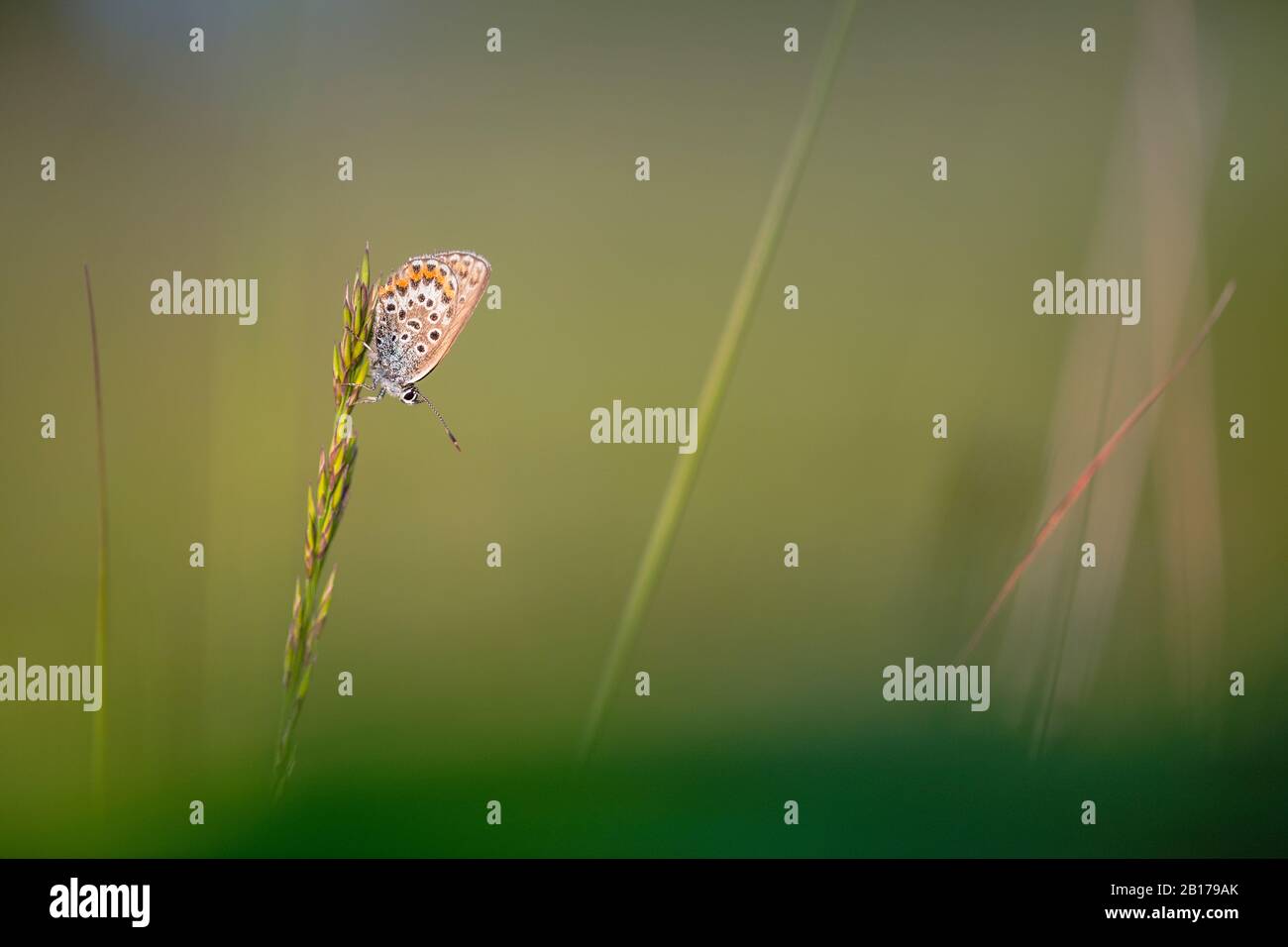 Silver-studded blue (Plebejus argus, Plebeius argus), female sitting at ...