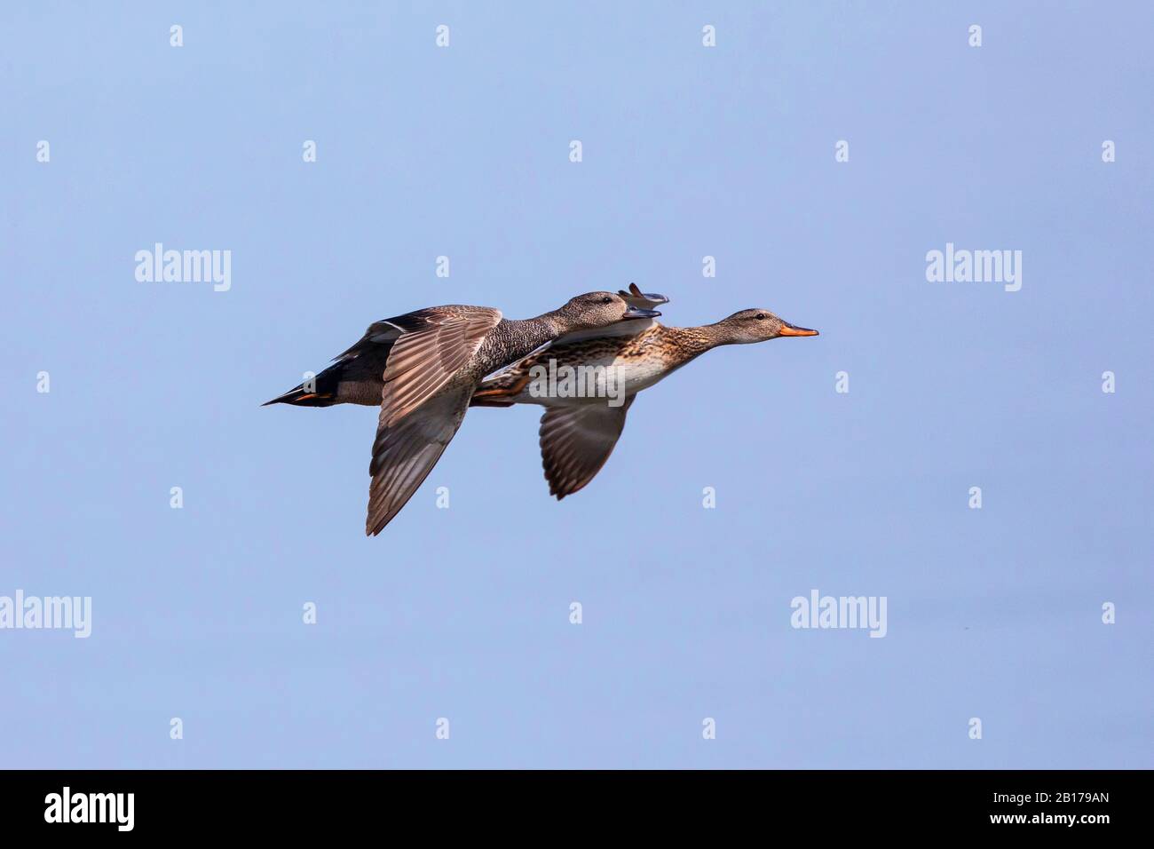 Male and female gadwall ducks hi-res stock photography and images - Alamy