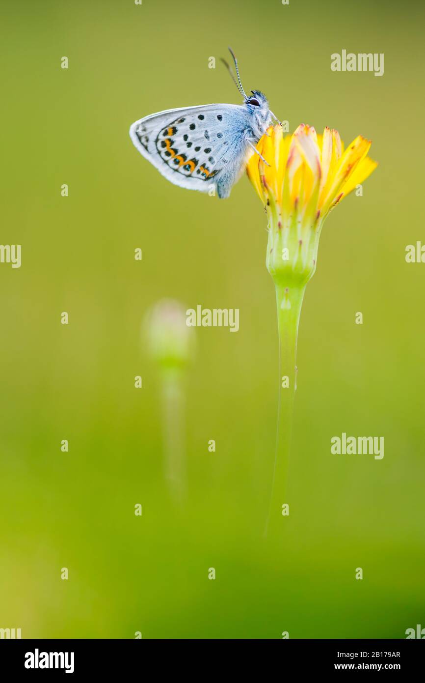 Silver-studded blue (Plebejus argus, Plebeius argus), male sitting at a ...