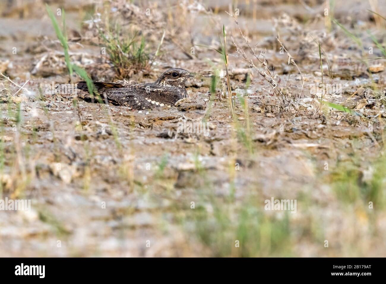 Sibirian nightjar (Caprimulgus europaeus sarudnyi, Caprimulgus sarudnyi ...