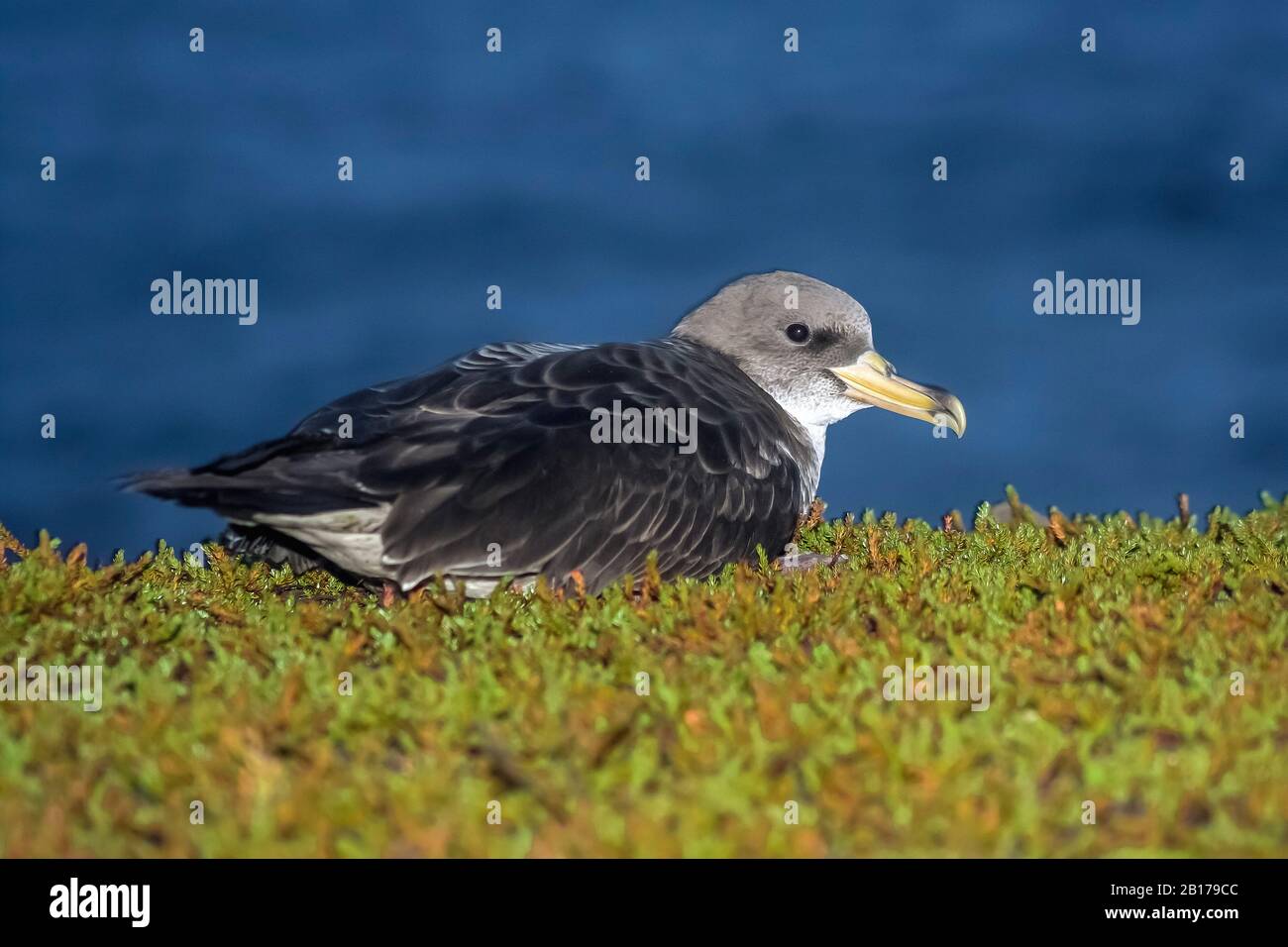 Cory's Shearwater (Calonectris borealis), Immature sitting on grass in ...