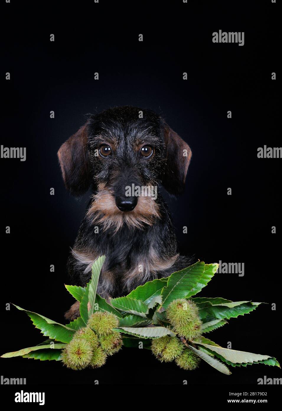 Wire-haired Dachshund, Wire-haired sausage dog, domestic dog (Canis ...