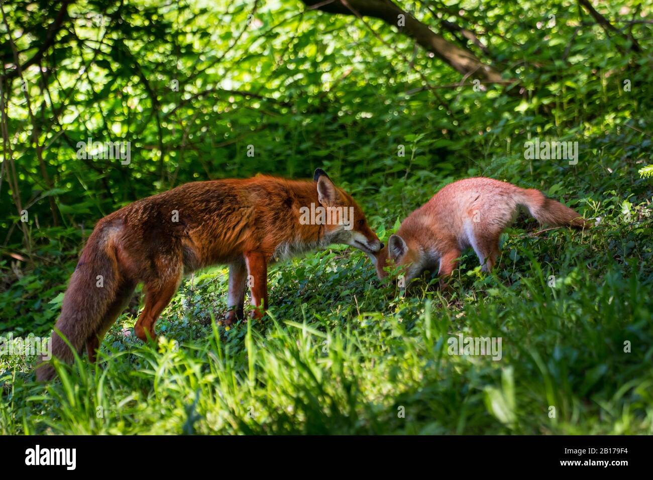 red fox (Vulpes vulpes), vixen sniffing at her fox cub, side view ...