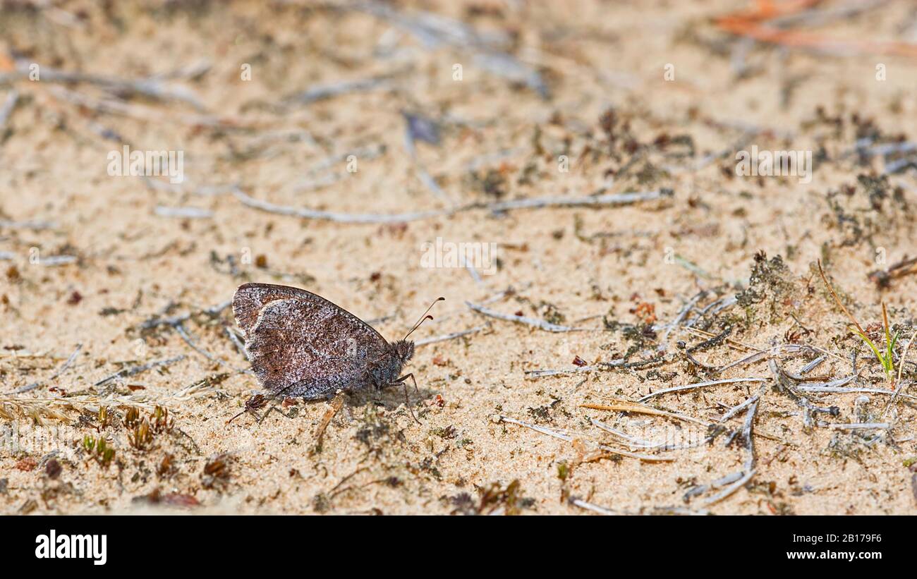tree grayling (Hipparchia statilinus, Neohipparchia statilinus), imago ...