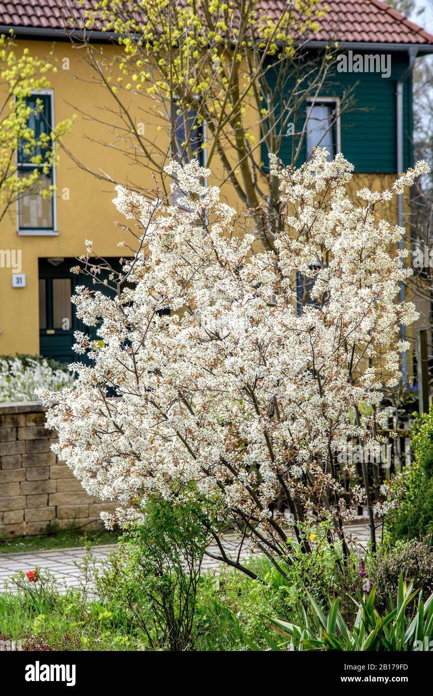 Serviceberry tree hi-res stock photography and images - Alamy