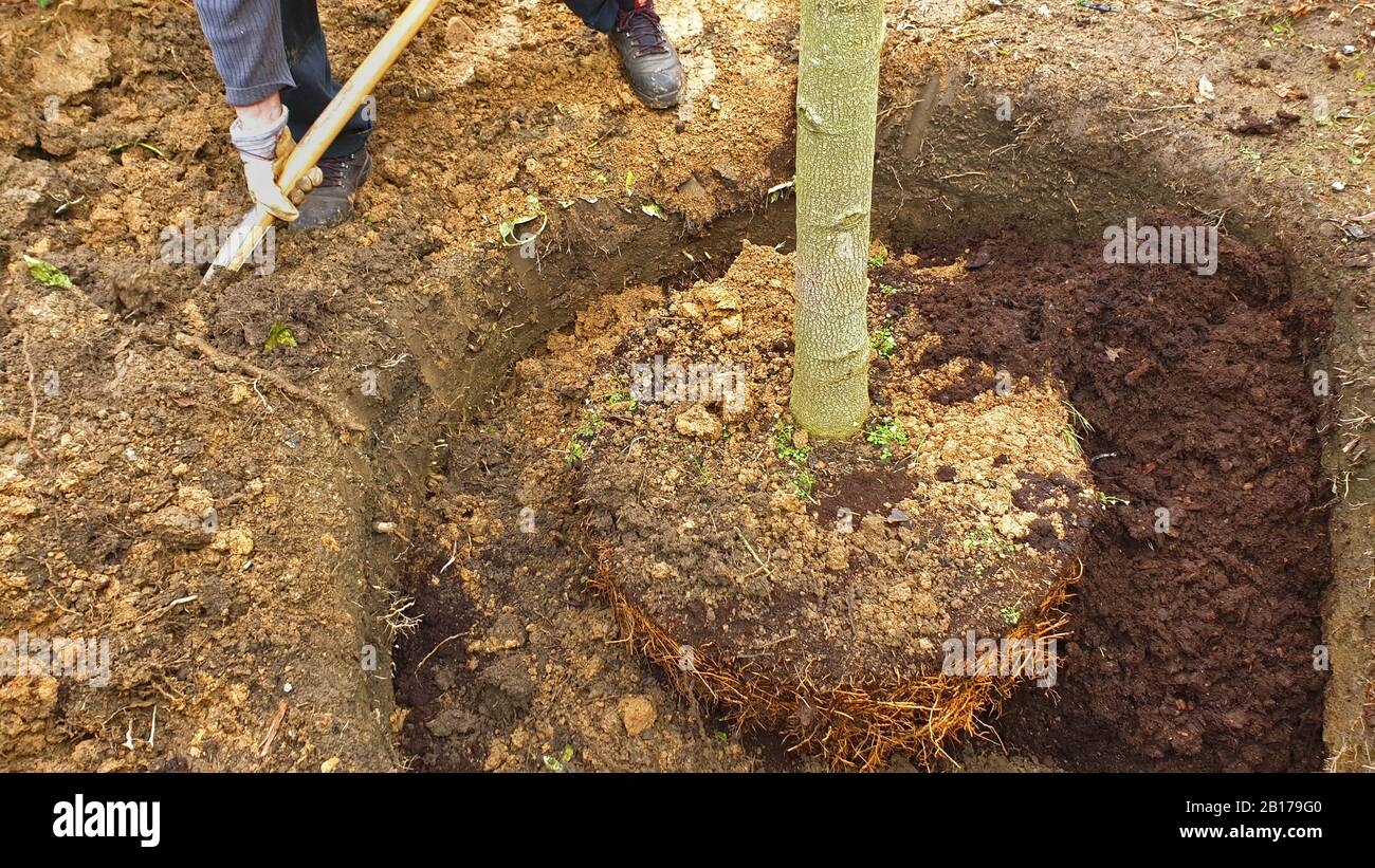 Whole tree and roots hi-res stock photography and images - Alamy