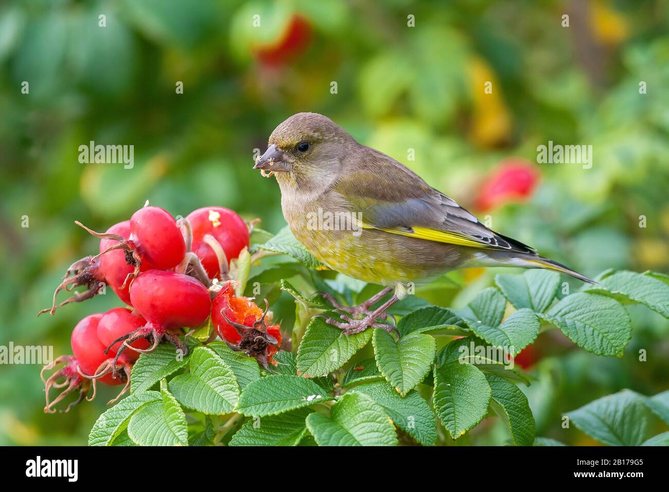 Rose hips bird hi-res stock photography and images - Alamy