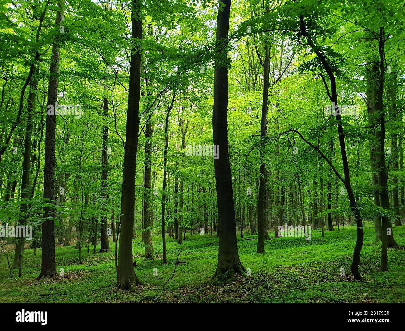 Fagus forest branches fagaceae hi-res stock photography and images - Alamy