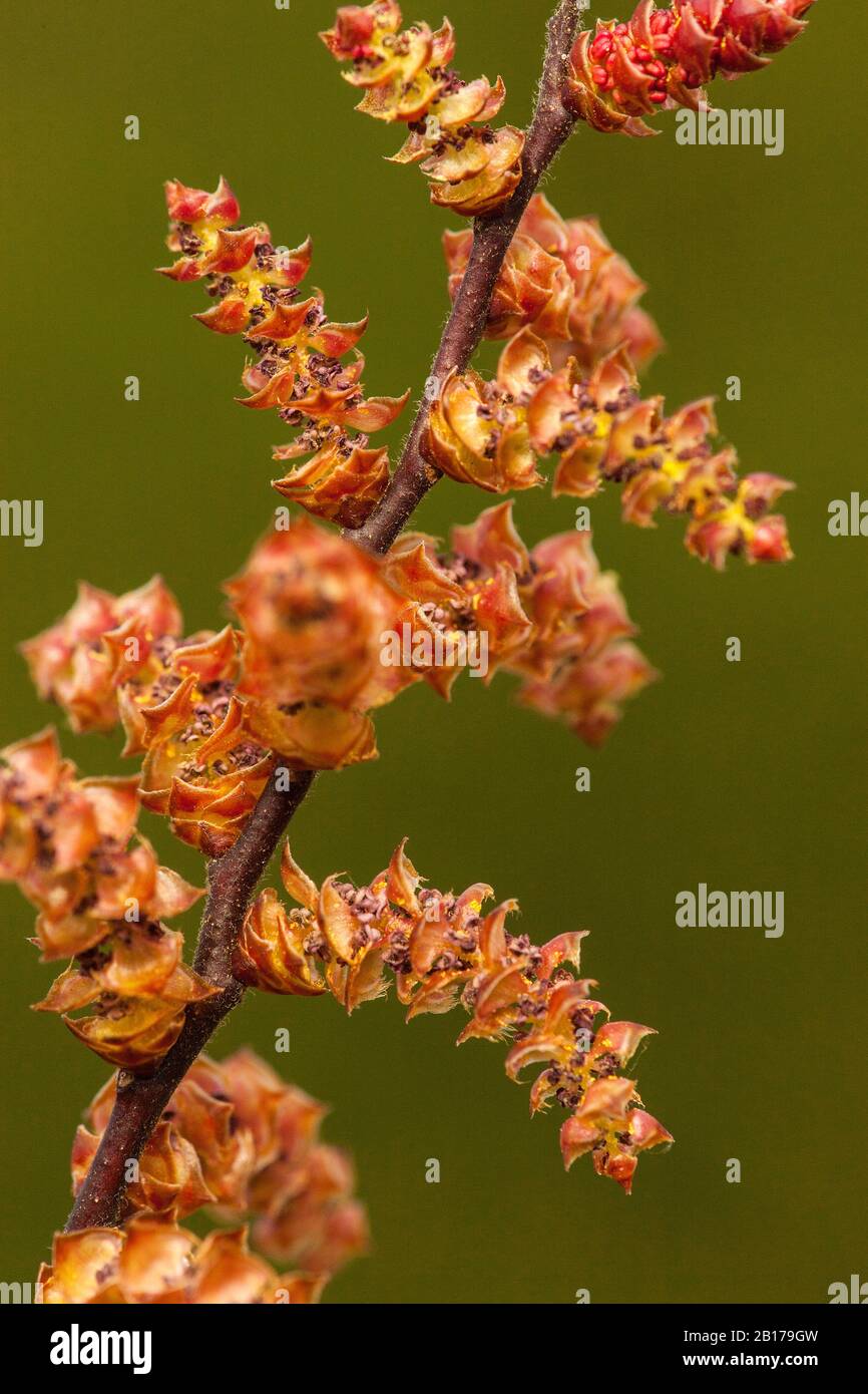 bog myrtle, sweet gale, sweet bayberry (Myrica gale, Gale palustris ...