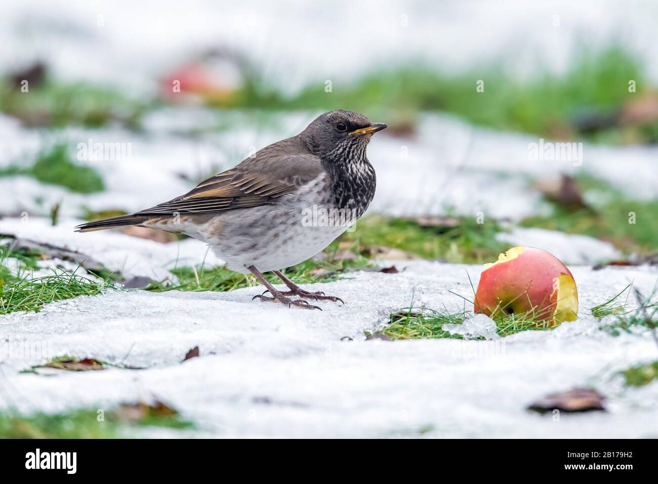 Black-throated trush x Naumann's Thrush (Turdus atrogularis x Turdus ...