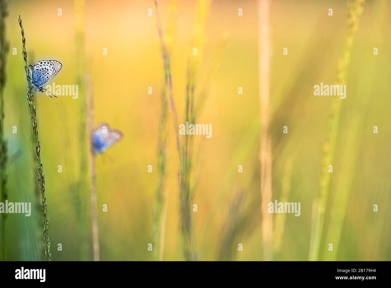 Silver-studded blue (Plebejus argus, Plebeius argus), male sitting at a ...