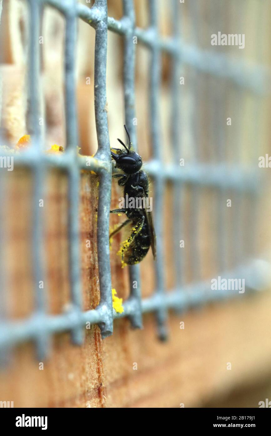 Scissor grids hi-res stock photography and images - Alamy