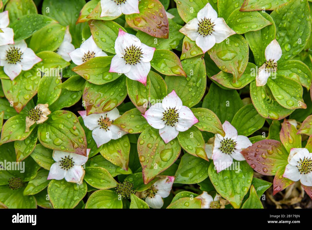 Swedish National Flower