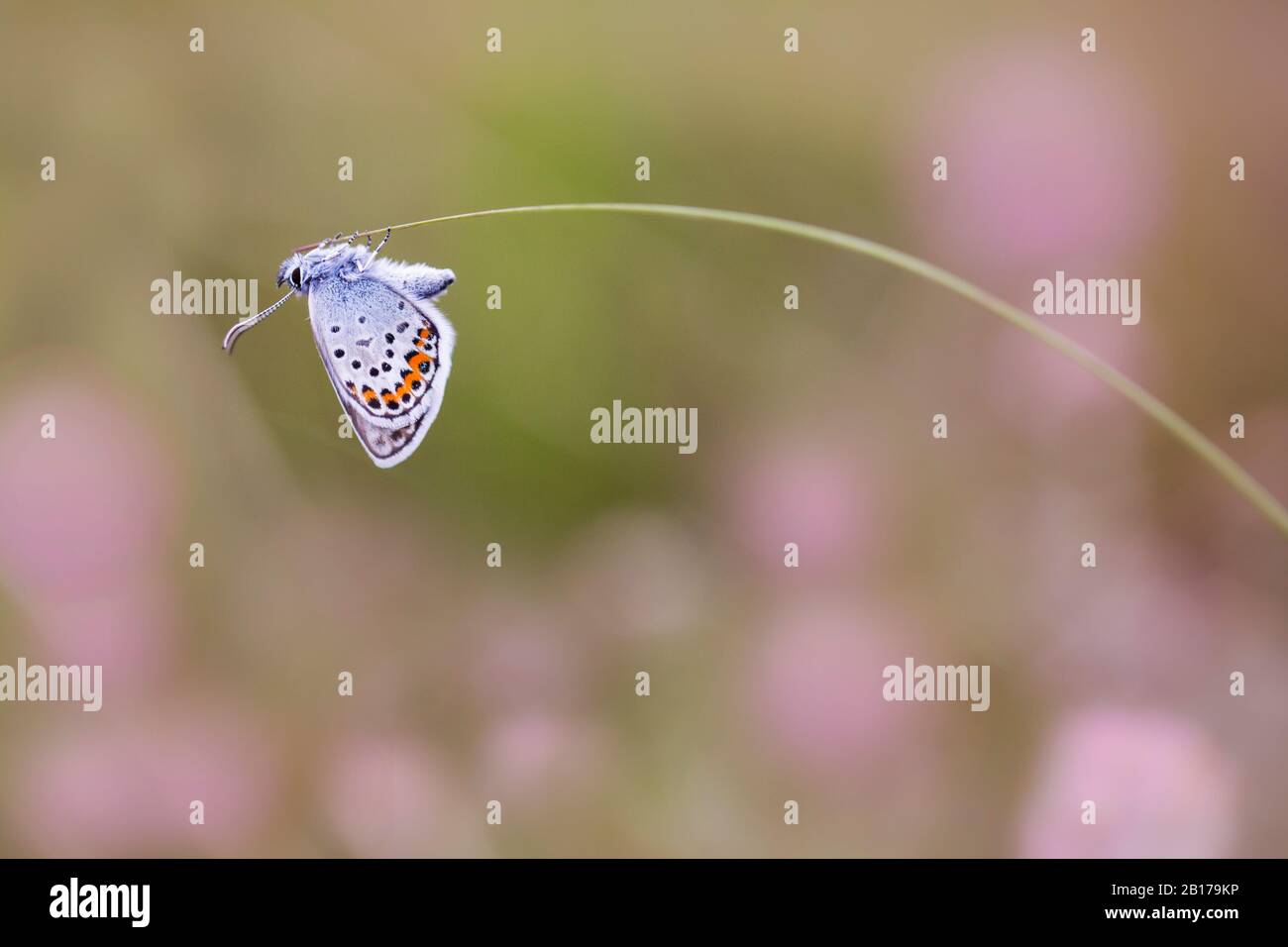 Silver-studded blue (Plebejus argus, Plebeius argus), male sitting ...