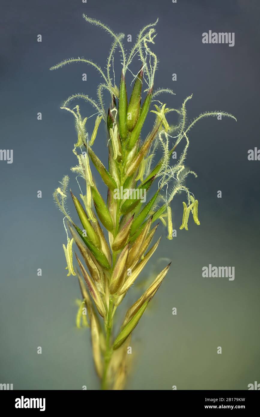 Sweet vernal-grass, Sweetscented vernal grass (Anthoxanthum odoratum ...