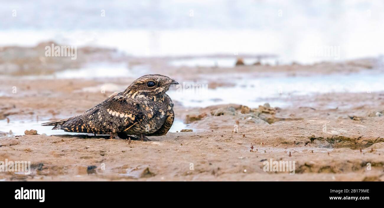 Sibirian nightjar (Caprimulgus europaeus sarudnyi, Caprimulgus sarudnyi ...