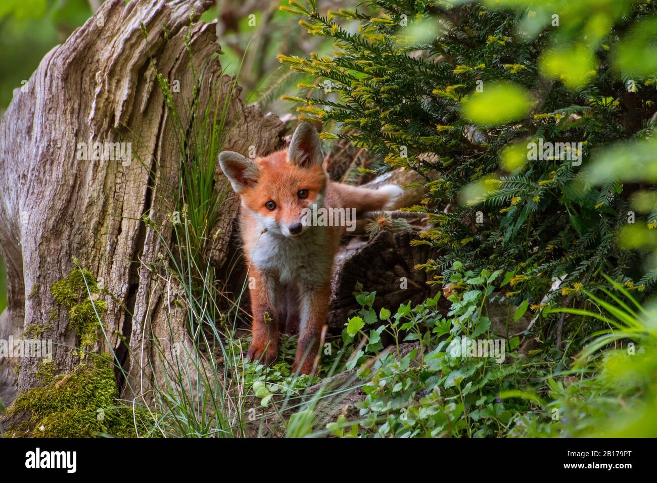 red fox (Vulpes vulpes), fox cub stands on a root and foraging, front ...