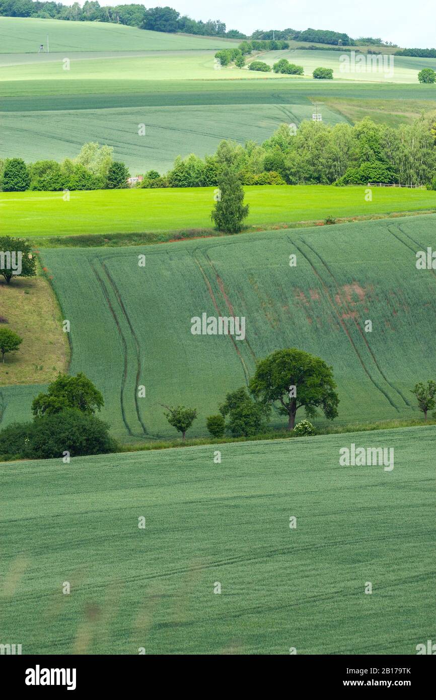 Corn fields surrounding Ochsenburg, Germany, Thueringen, Kyffhaeuser ...