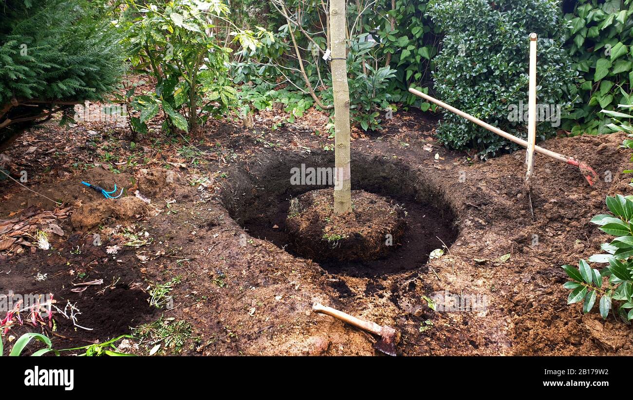 Whole tree and roots hi-res stock photography and images - Alamy