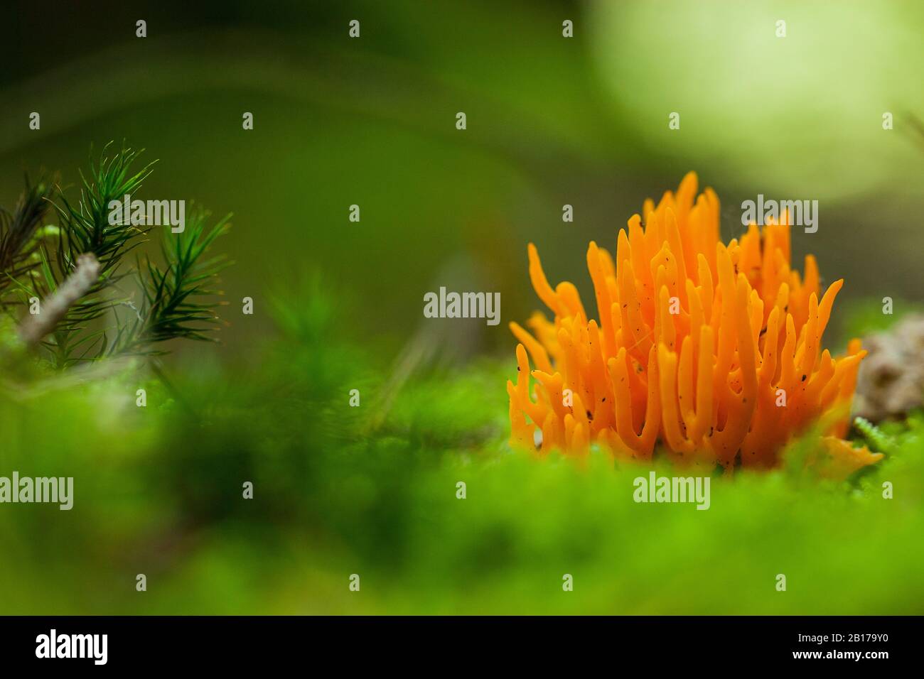 Yellow staghorn, Yellow stagshorn (Calocera viscosa, Tylophilus fellus ...