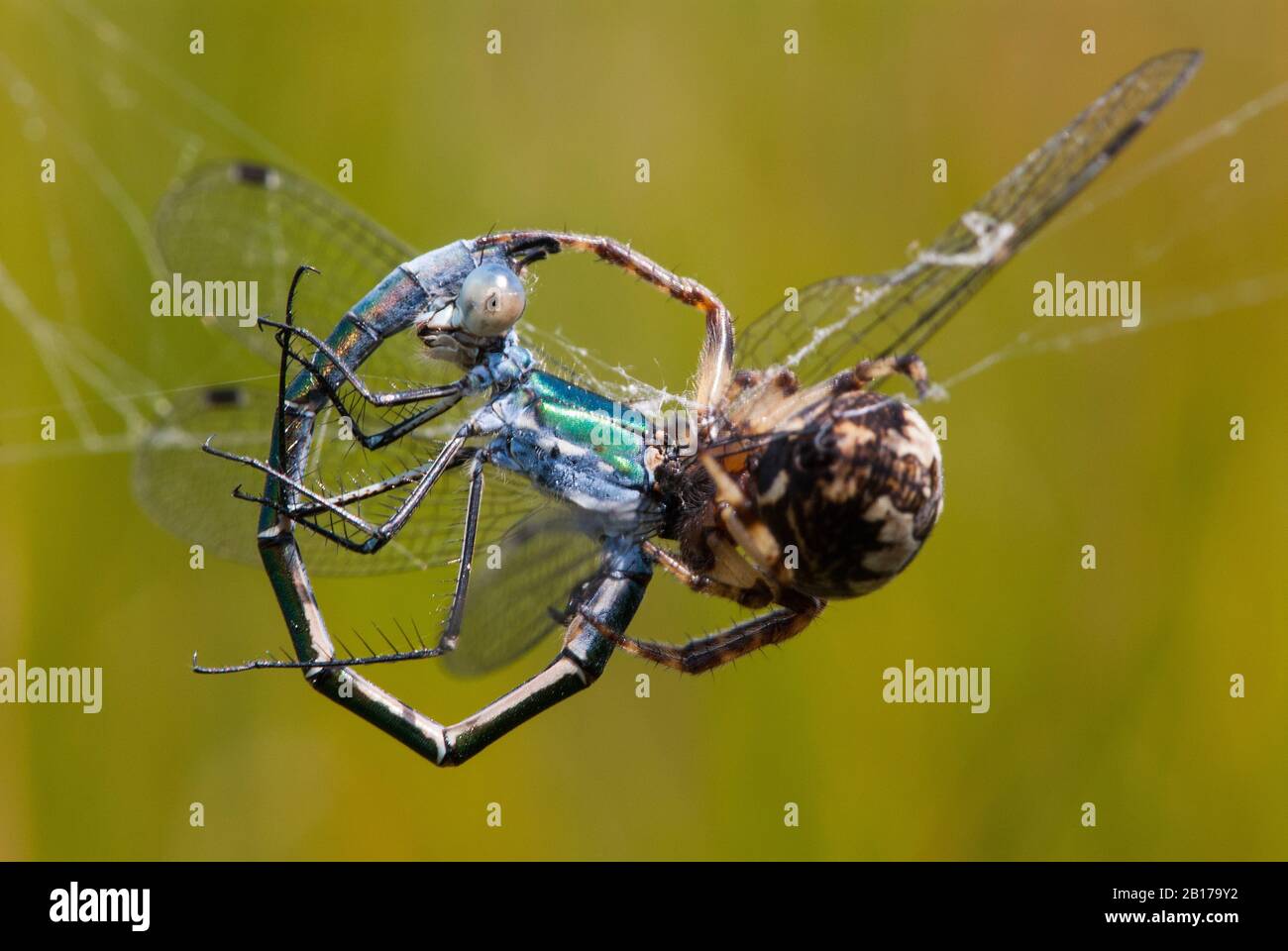 Yellow Winged Spider