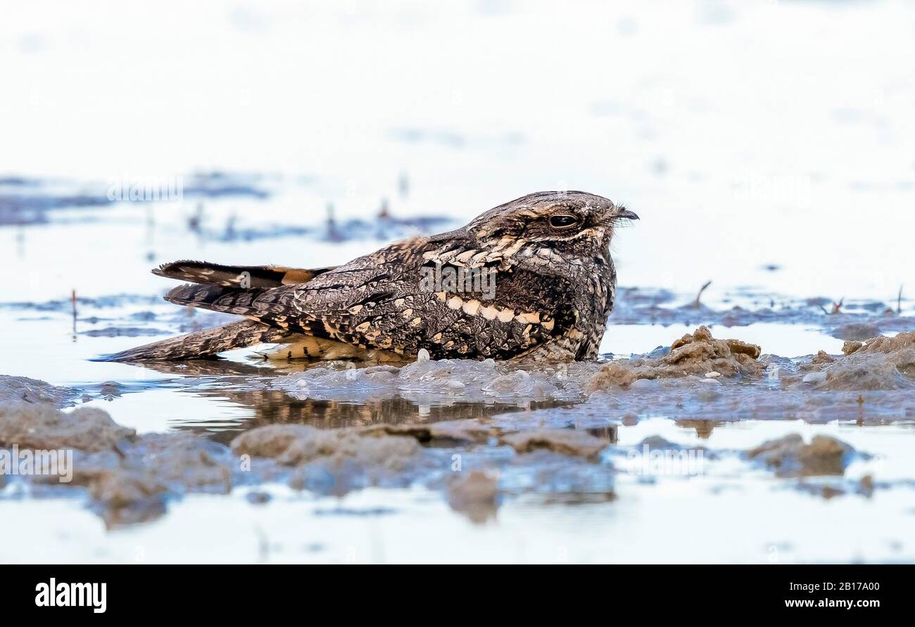Sibirian nightjar (Caprimulgus europaeus sarudnyi, Caprimulgus sarudnyi ...