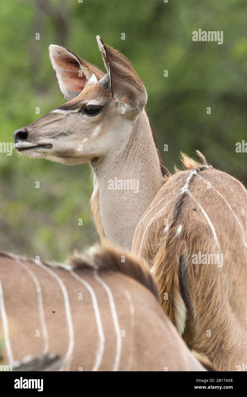 greater kudu (Tragelaphus strepsiceros), female, portrait, South Africa, Mpumalanga, Kruger ...