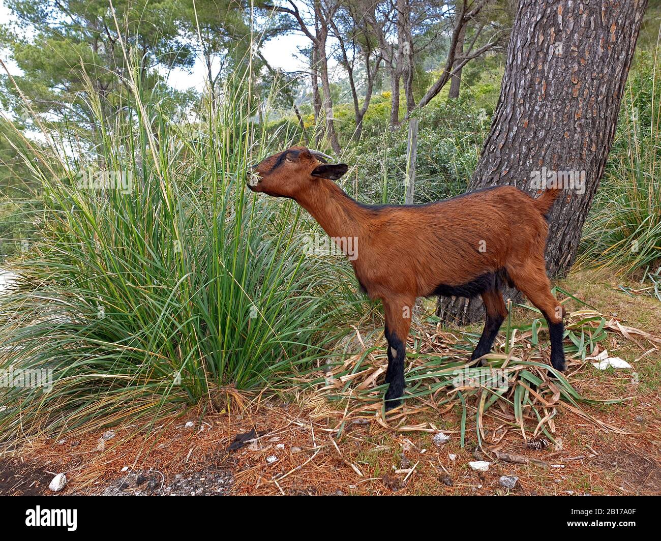 Goat eating grass not field hi-res stock photography and images - Alamy